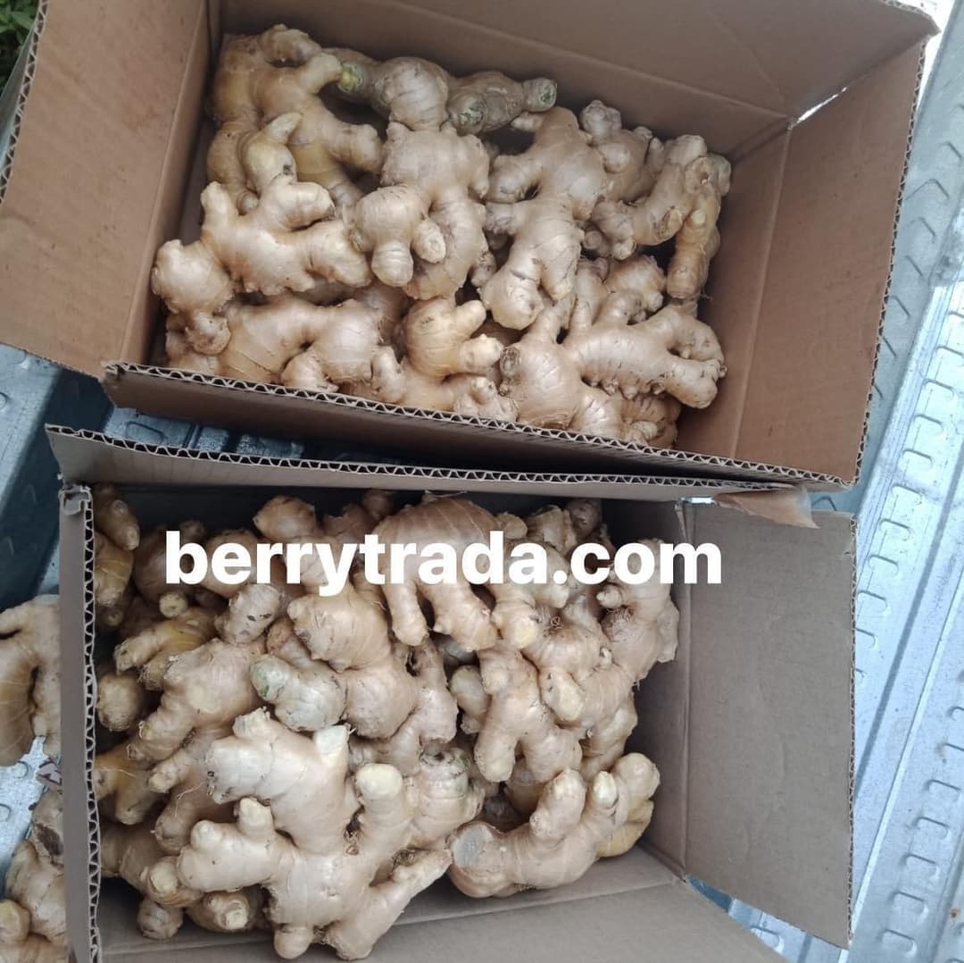 Berry Trada | Eksporter dan Jasa Pencucian Jahe Profesional